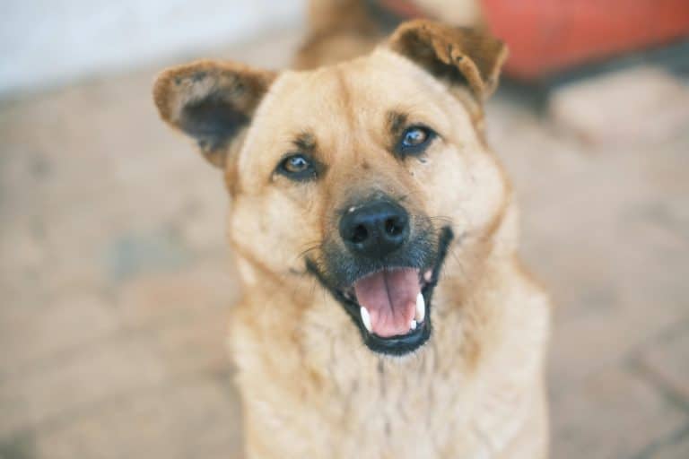 13 Mysterious Dog Breeds You’ve Probably Never Heard Of - iHeartDogs.com