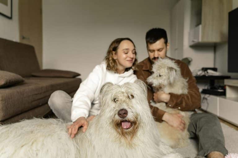 15 Dog Breeds With Fluffy Ears You’ll Want to Touch - iHeartDogs.com