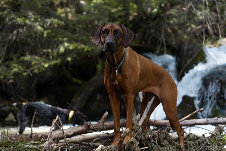 15 Dog Breeds That Are Bold, Brave, and the Bestest of Buddies ...