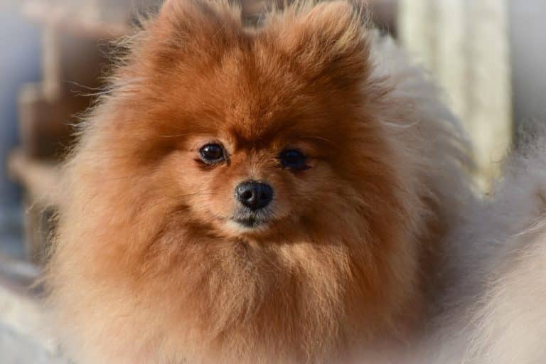 13 Dog Breeds With The Cutest Puppy Dog Eyes - iHeartDogs.com