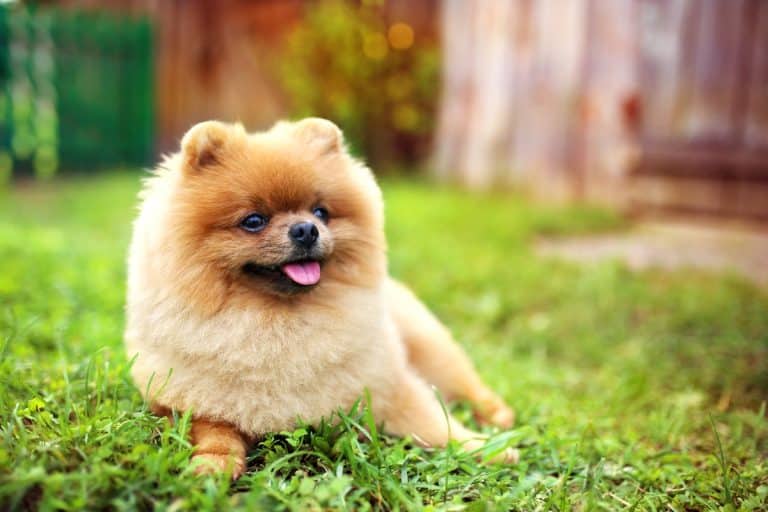 Ultimate 11 Goofy Dog Breeds That’ll Keep You Smiling - iHeartDogs.com