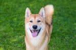 15 Sassy Dog Breeds That Have Major Attitude - iHeartDogs.com