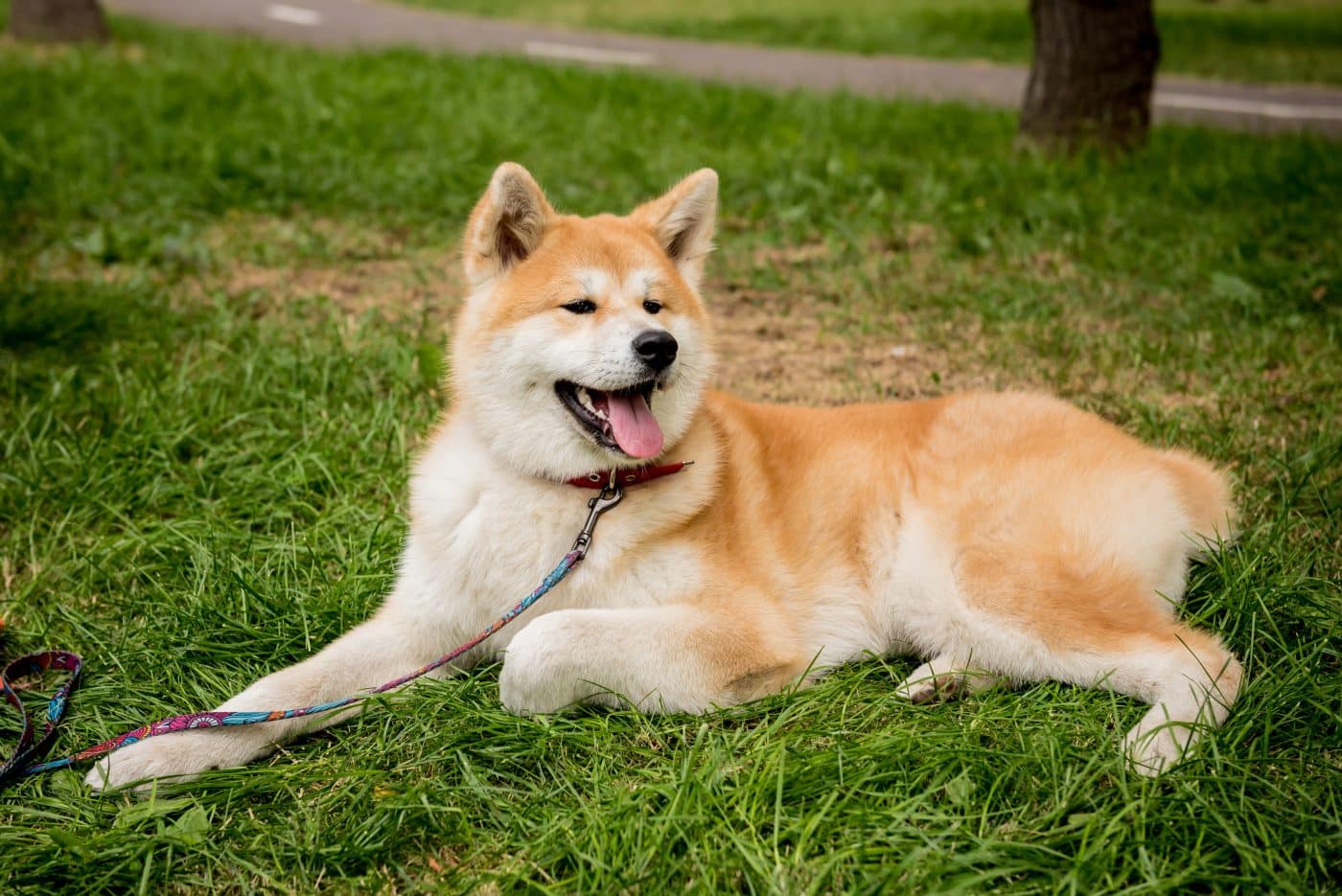 11 Historical Dog Breeds With Interesting Origins - iHeartDogs.com