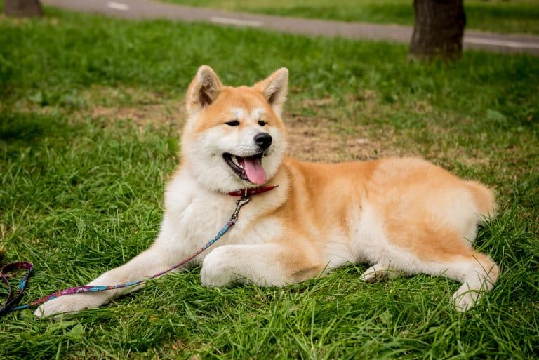 11 Historical Dog Breeds With Interesting Origins - iHeartDogs.com