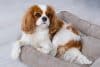 15 Fancy Dog Breeds With a Flair for the Dramatic (2026 Guide ...
