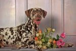15 Sleek Dog Breeds That Always Look Sharp - iHeartDogs.com