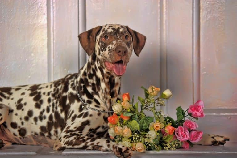 15 Sleek Dog Breeds That Always Look Sharp - iHeartDogs.com