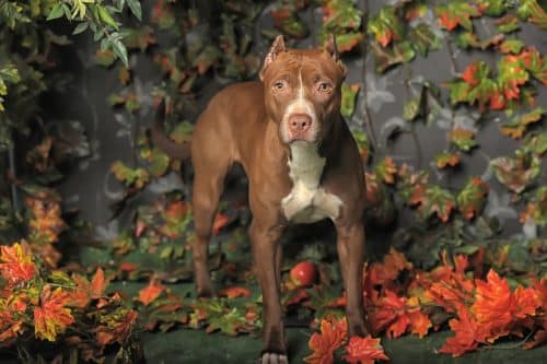 12 Classic Dog Breeds That Were Born In The U.S. - iHeartDogs.com