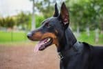 13 Confident Dog Breeds Who Act Like They Own the House - iHeartDogs.com
