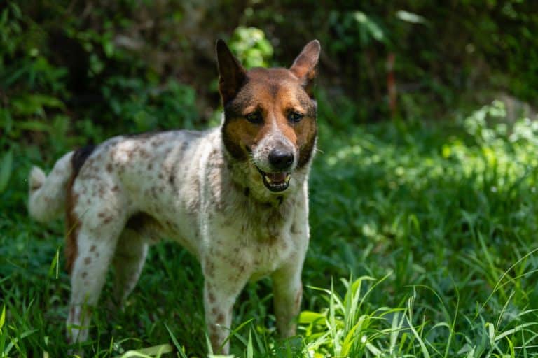 9 Spotted Dog Breeds That Turn Heads Everywhere - iHeartDogs.com