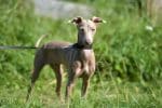 9 Hairless Dog Breeds That Embrace Bare Beauty - iHeartDogs.com