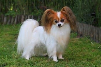 15 Enchanting Dog Breeds That Feel Like Magic - iHeartDogs.com