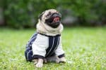 4 Best Sinus Relief Products for Dogs - iHeartDogs.com