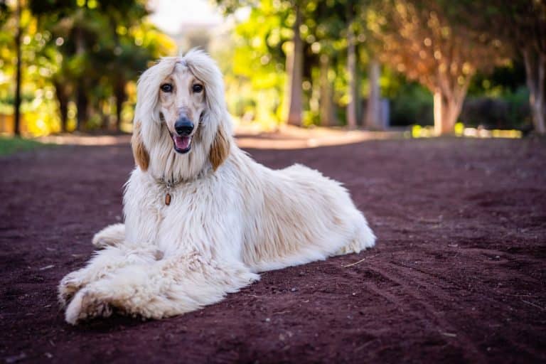 15 Enchanting Dog Breeds That Feel Like Magic - iHeartDogs.com