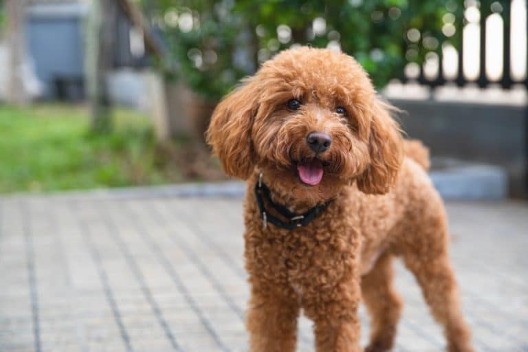 13 Brainy Dog Breeds That Impress With Their Smarts - iHeartDogs.com
