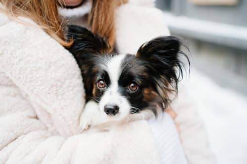 13 Dog Breeds That Are All Sugar And Snuggles - iHeartDogs.com