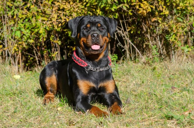 15 Noble Dog Breeds That Bond for Life - iHeartDogs.com