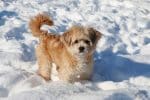 9 Comforting Dog Breeds Perfect For Winter Nights - iHeartDogs.com