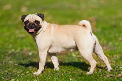 Ultimate 11 Goofy Dog Breeds That’ll Keep You Smiling - iHeartDogs.com
