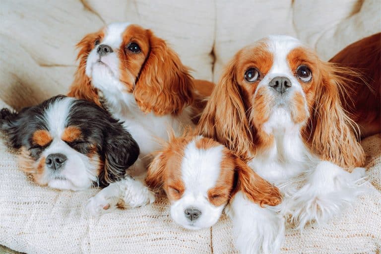 Top 9 Dog Breeds That Are Just Too Sweet - iHeartDogs.com
