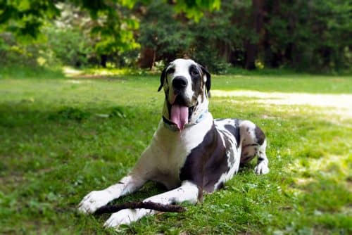 15 Chill Dog Breeds Perfect for Your Quiet Side - iHeartDogs.com