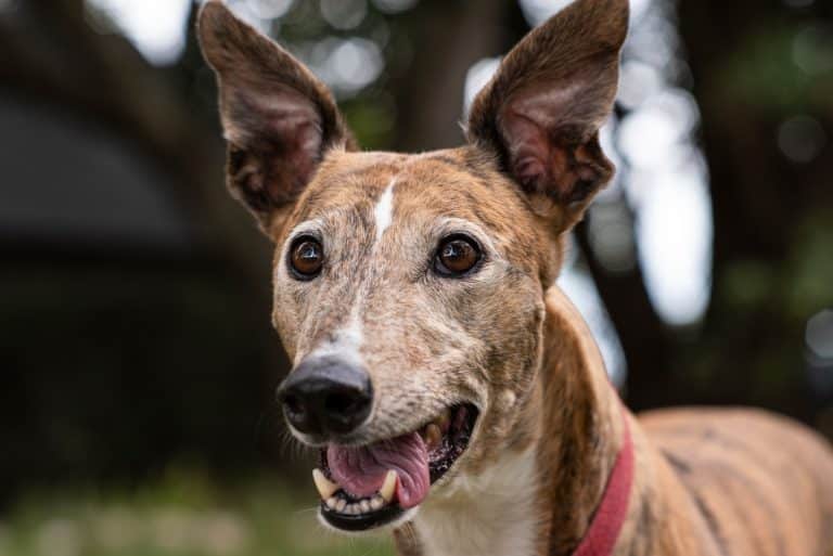 15 Sleek Dog Breeds That Always Look Sharp - iHeartDogs.com