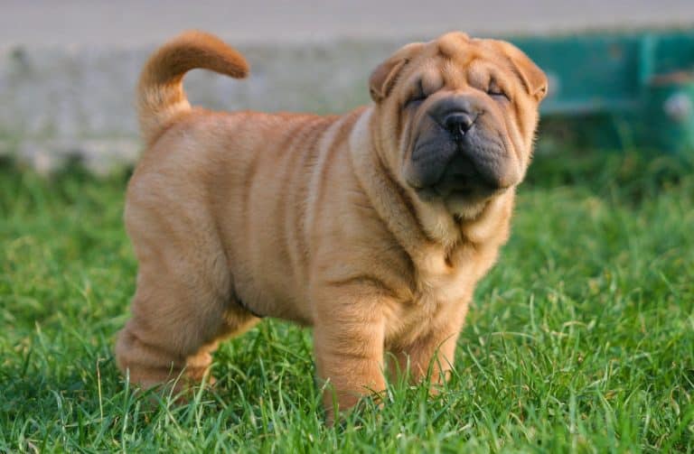 11 Historical Dog Breeds With Interesting Origins - iHeartDogs.com