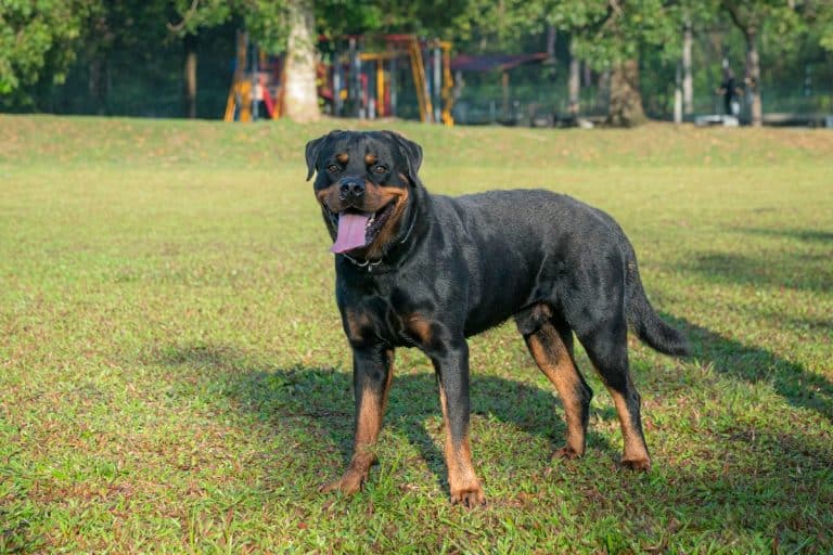 11 Loyal Dog Breeds That Are Easygoing and Protective - iHeartDogs.com
