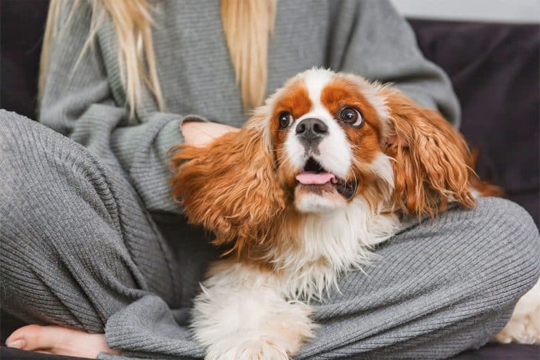 11 Snuggly Dog Breeds Who Choose Laps Over Dog Beds - iHeartDogs.com