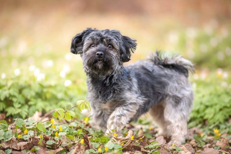 Ideal Diet for Havanese - The Ultimate Havanese Feeding Guide ...