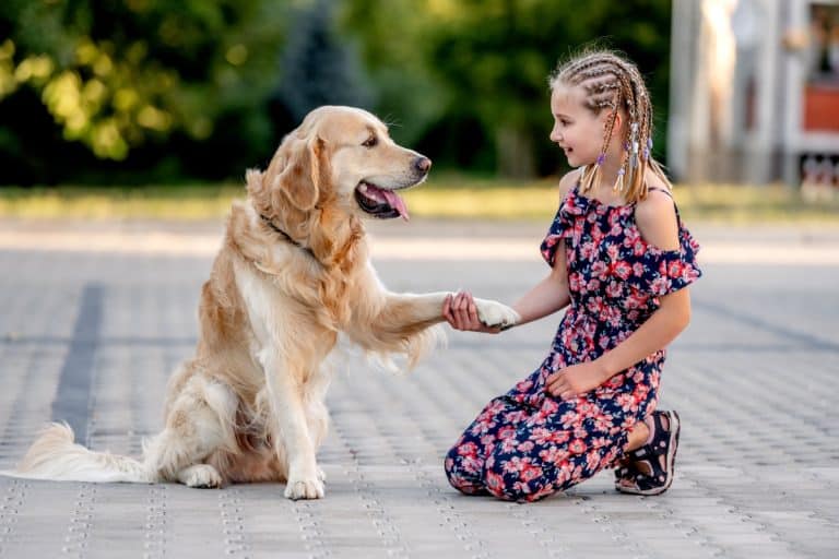 9 Watchful Dog Breeds That Are Good With Kids - iHeartDogs.com