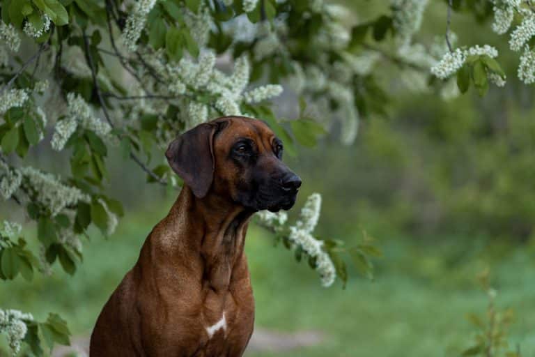 15 Fierce Dog Breeds With Strong Guarding Instincts - iHeartDogs.com