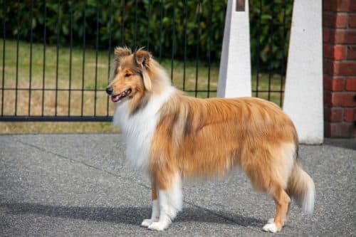 Ideal Diet for Collies - The Ultimate Collie Feeding Guide - iHeartDogs.com