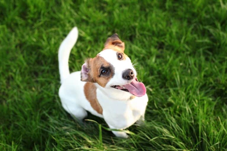 13 Lively Dog Breeds That Are Always Eager For Play - iHeartDogs.com