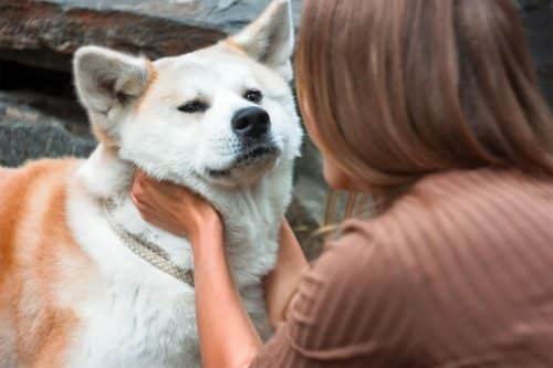 9 Regal Dog Breeds That Stick Close Forever - iHeartDogs.com