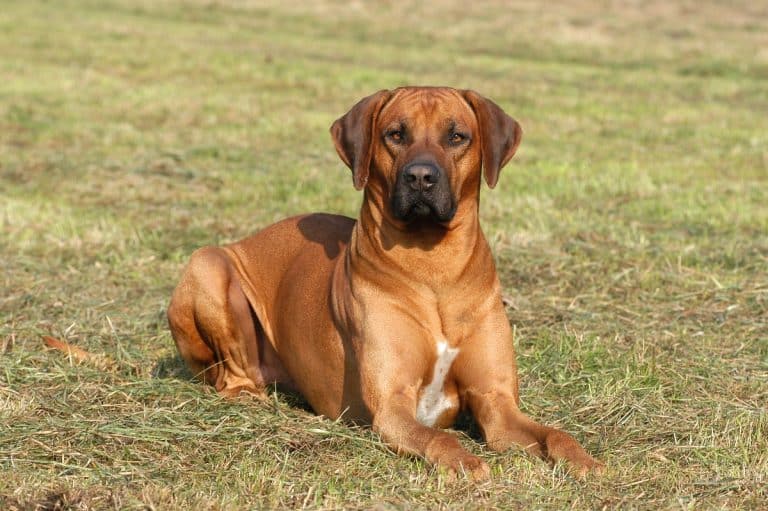 7 Vital Tips for Grooming a Rhodesian Ridgeback - iHeartDogs.com