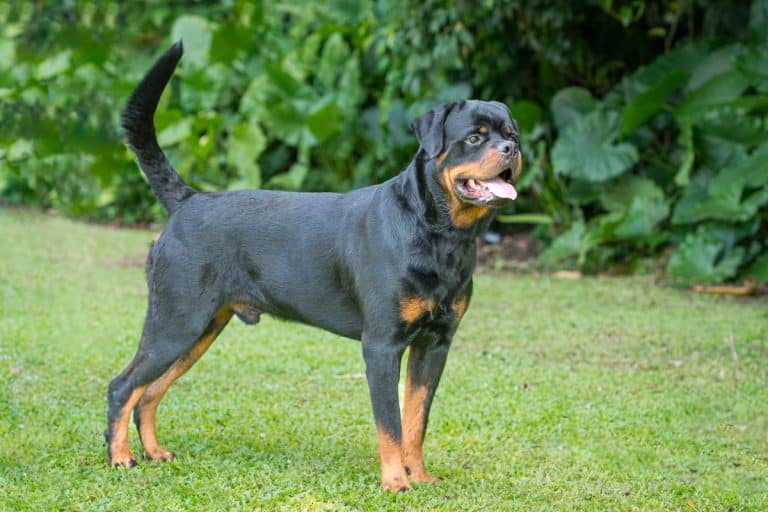 15 Dog Breeds That Are Bold, Brave, and the Bestest of Buddies ...