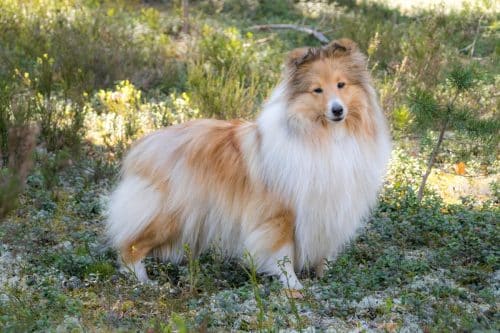 13 Brainy Dog Breeds That Impress With Their Smarts - iHeartDogs.com