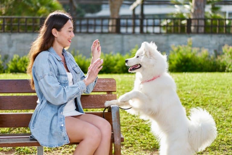 13 Facts About How Dogs Understand Human Speech - iHeartDogs.com