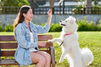 11 Joyful Dog Breeds That Feel Like a Hug in Motion - iHeartDogs.com