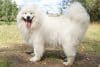13 Fluffy Dog Breeds That Are Pure Cuteness - iHeartDogs.com