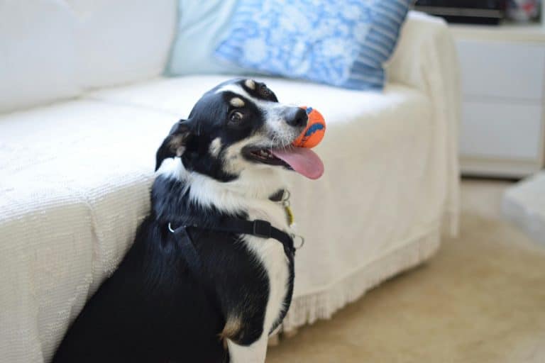 15 Reasons Dogs Carry Stuff Around - iHeartDogs.com