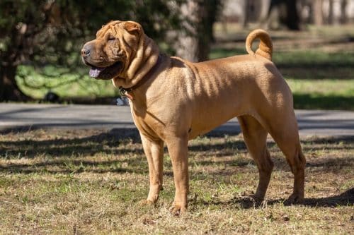 12 Shy Dog Breeds That Take Time to Warm Up in 2026 (And Why They're ...