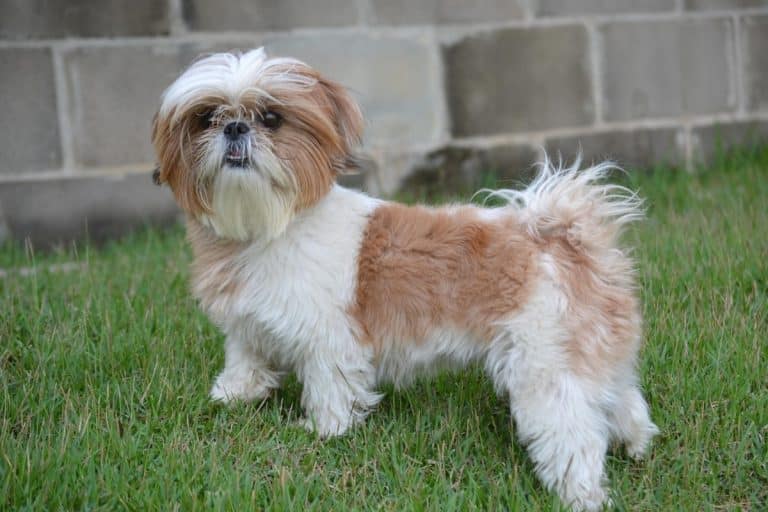 15 Chill Dog Breeds Perfect for Your Quiet Side - iHeartDogs.com