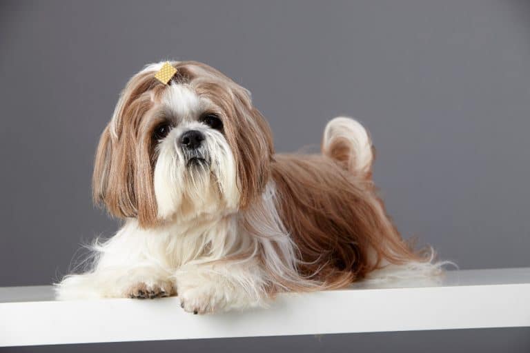 9 Peaceful Dog Breeds That Embrace Quiet Moments - iHeartDogs.com
