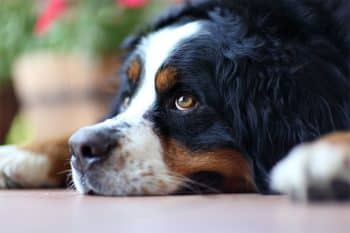 9 Peaceful Dog Breeds That Embrace Quiet Moments - iHeartDogs.com