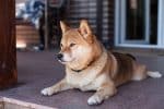 15 Facts About How Dogs Understand Time - iHeartDogs.com