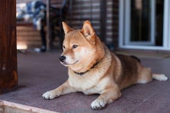 15 Facts About How Dogs Understand Time - iHeartDogs.com