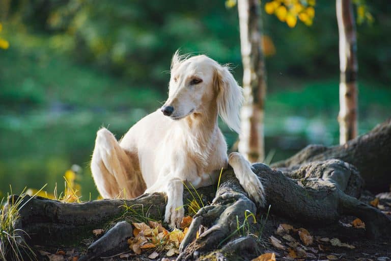 15 Enchanting Dog Breeds That Feel Like Magic - iHeartDogs.com