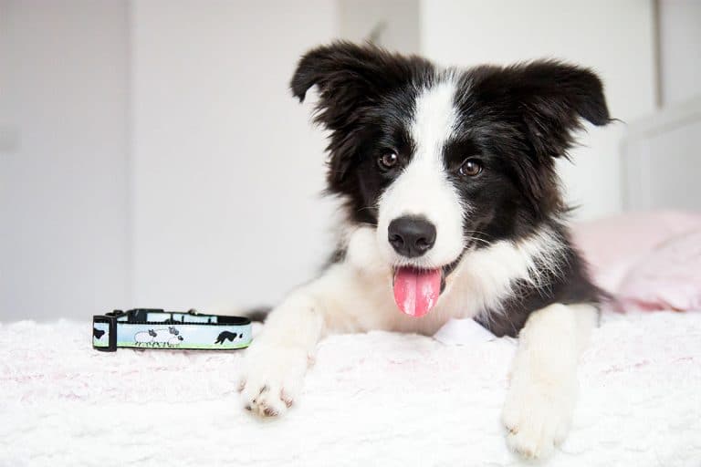 15 Facts About How Dogs Understand Time - iHeartDogs.com